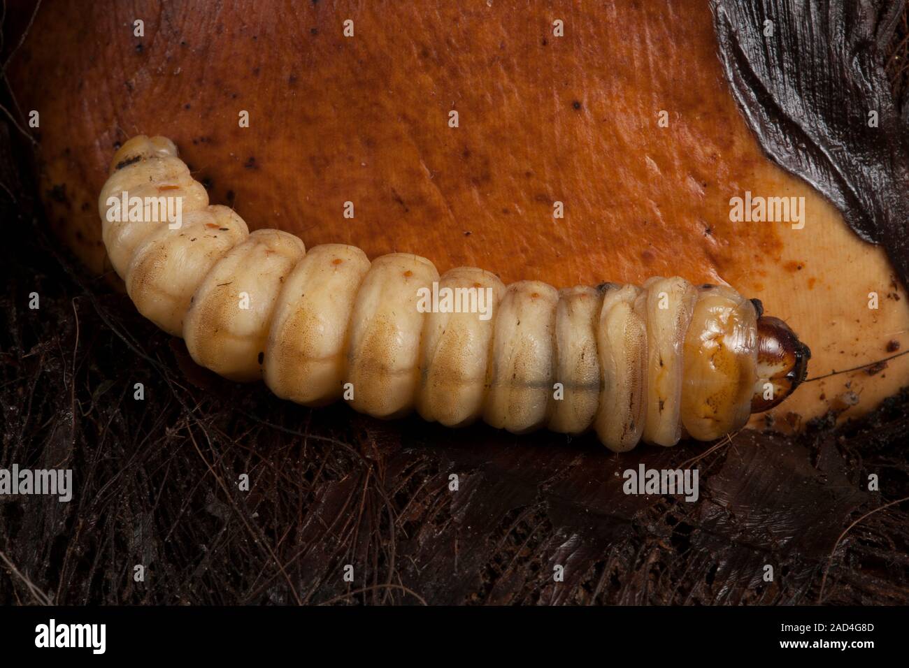 Paysandisia moth larva. Caterpillar of the Paysandisia archon moth, a ...