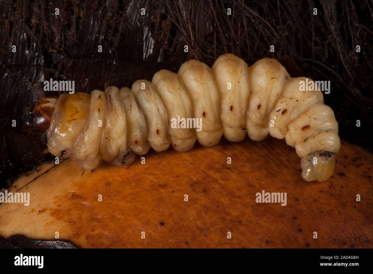 Paysandisia moth larva. Caterpillar of the Paysandisia archon moth, a ...