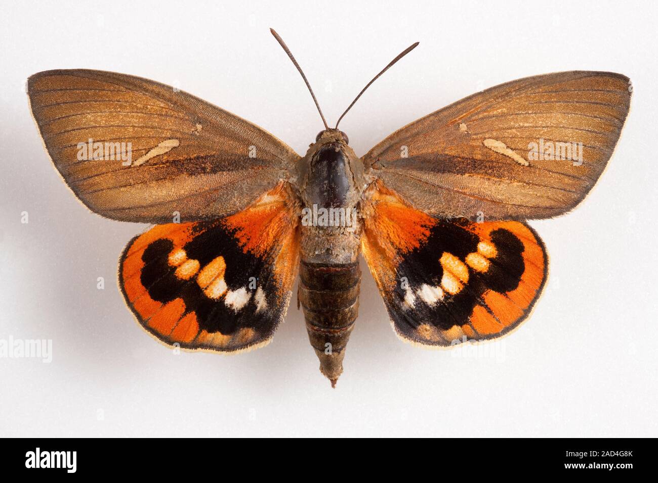 Paysandisia moth (Paysandisia archon). The larvae (caterpillars) of ...