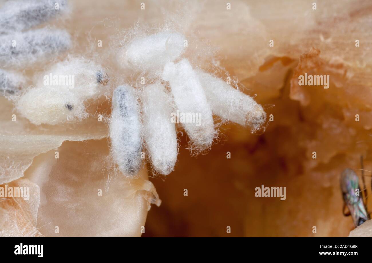 Parasitic wasp cocoons and stem borers. Cocoon of the parasitic wasp ...