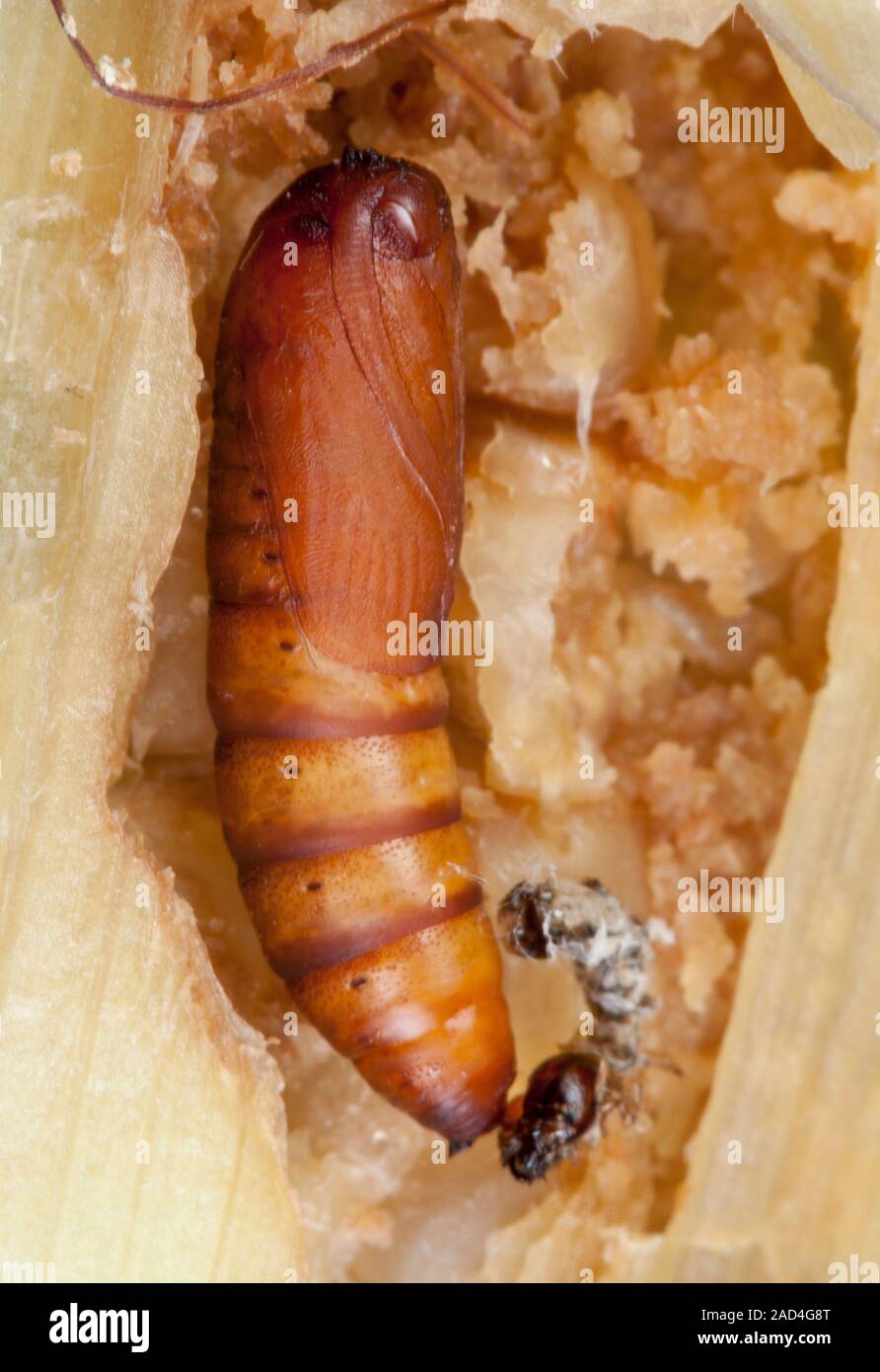 Parasitic wasp laying eggs in stem borer. Parasitic wasp Cotesia ...