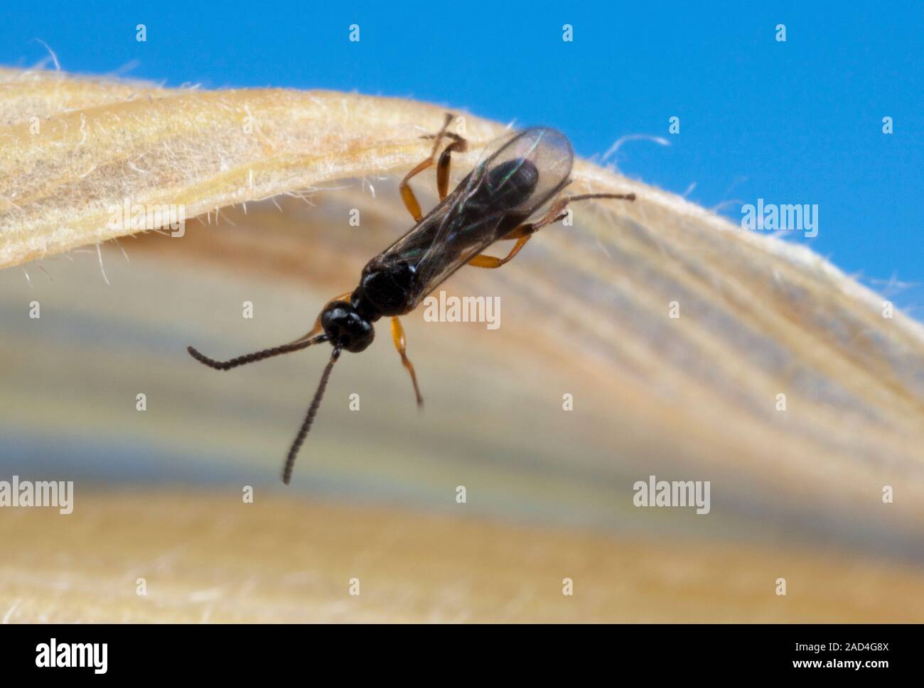 Parasitic wasp (Cotesia sesamiae). This wasp lays its eggs in the ...