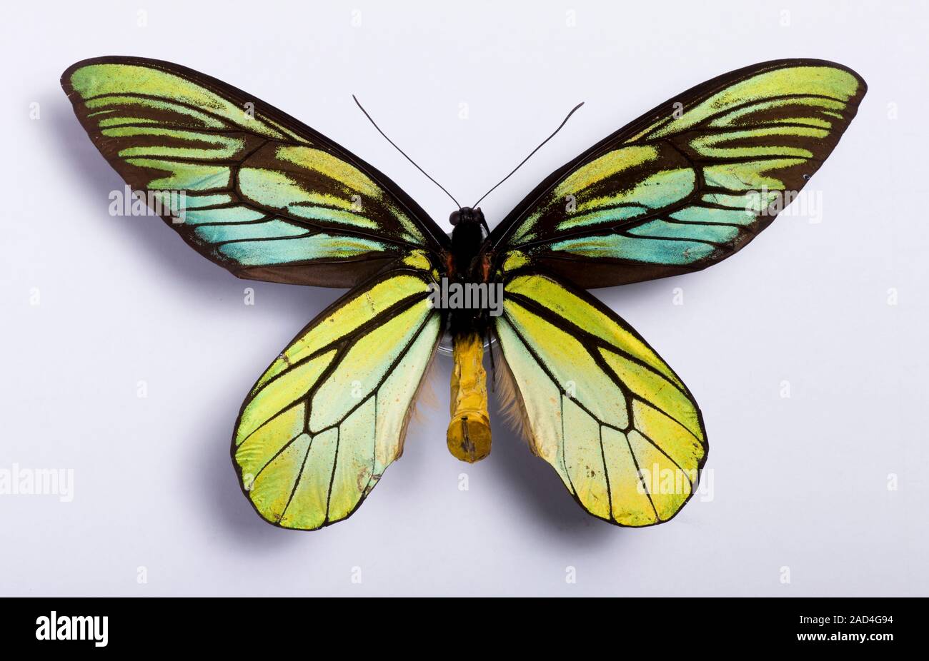 Queen Alexandra's birdwing (Ornithoptera alexandrae), museum specimen ...