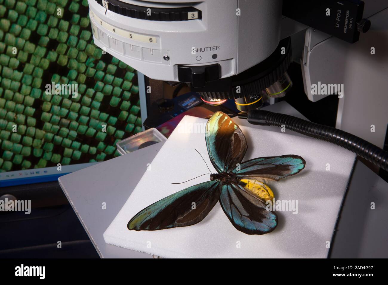 Birdwing butterfly research. Specimen of Queen Alexandra's birdwing ...