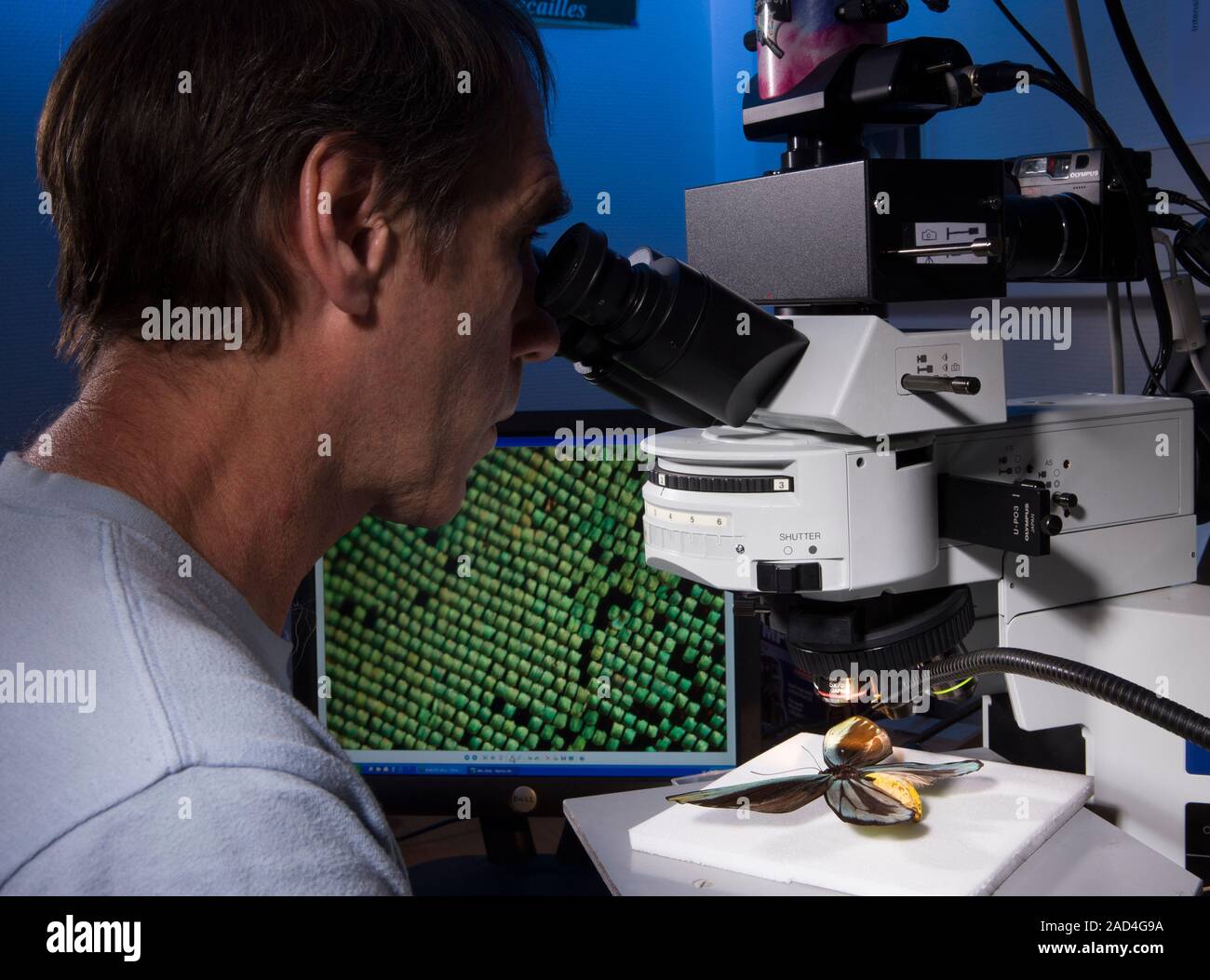 Birdwing butterfly research. Specimen of Queen Alexandra's birdwing ...