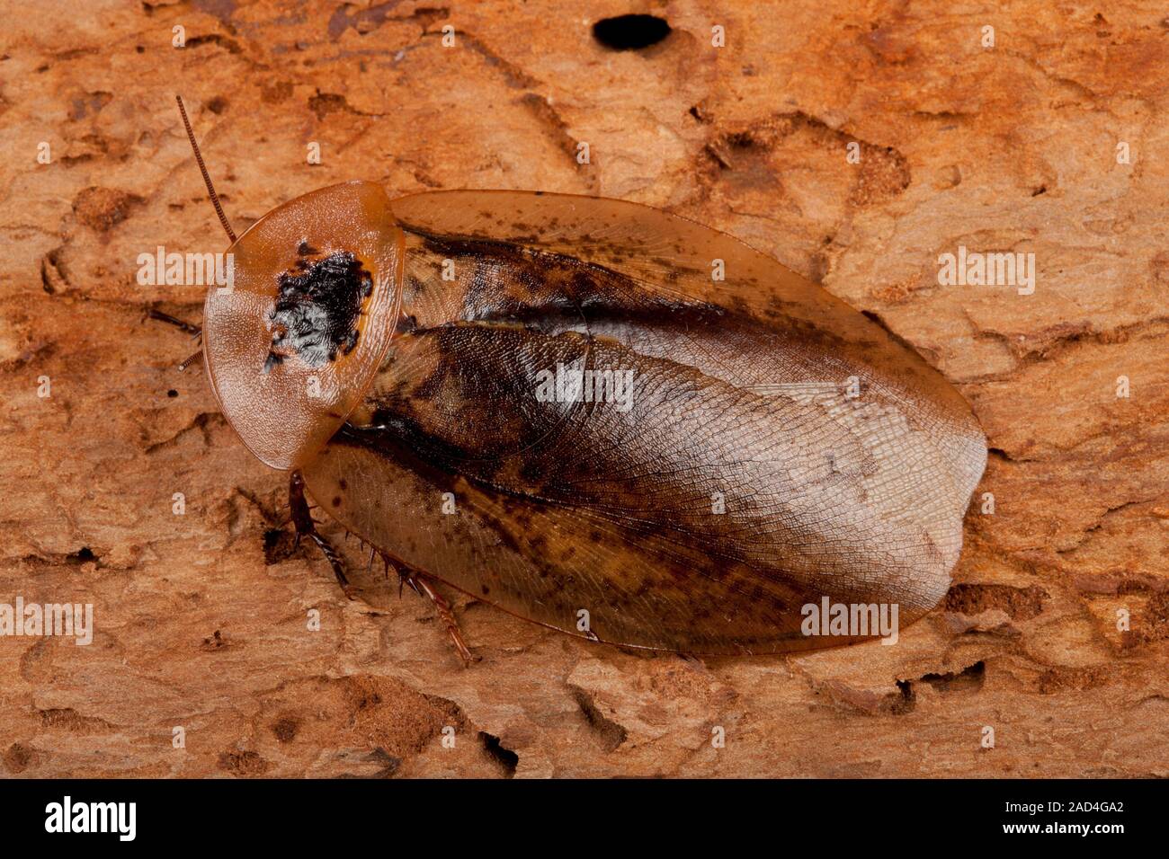 Death's head cockroach. The true death's head cockroach (Blaberus ...
