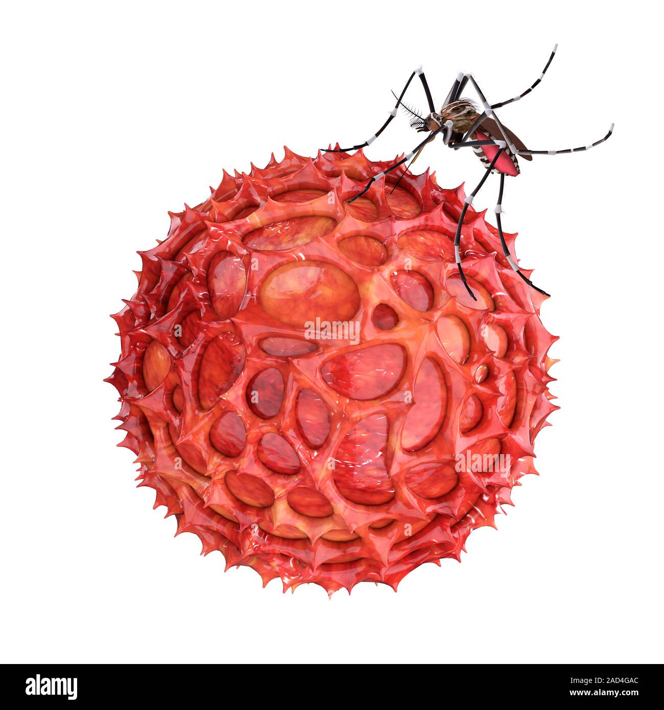 Aedes aegypti mosquito and Zika virus. Computer illustration of a ...
