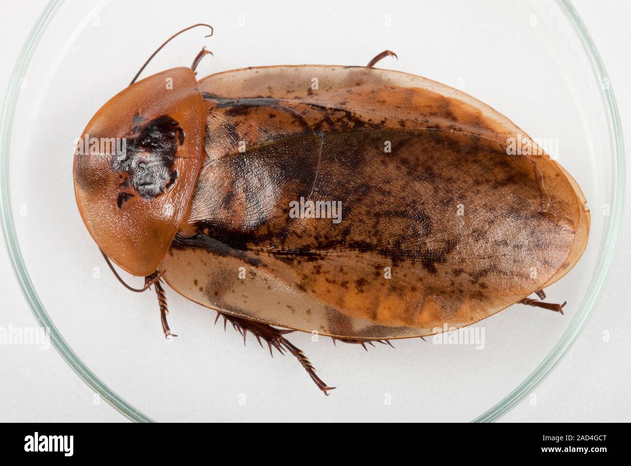 Death's head cockroach. The true death's head cockroach (Blaberus ...