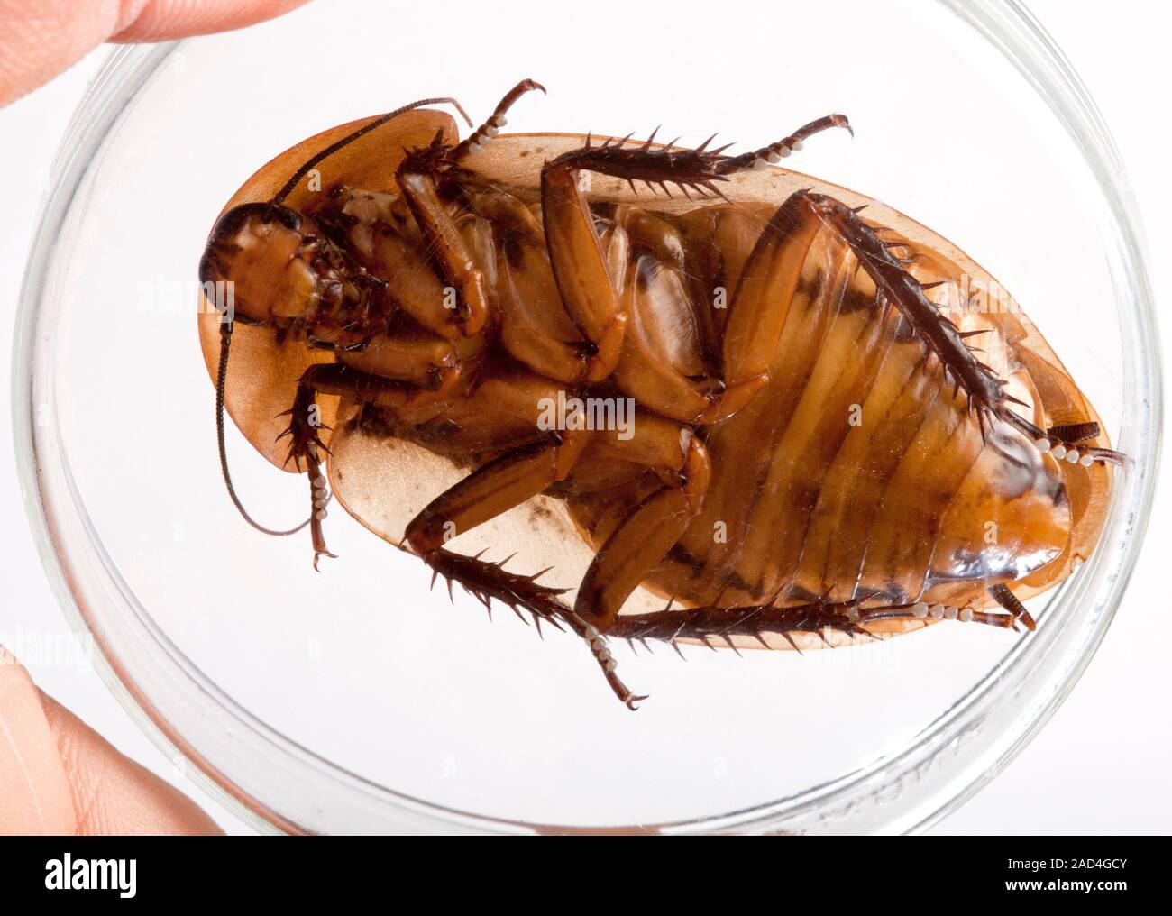 Death's head cockroach. The true death's head cockroach (Blaberus ...