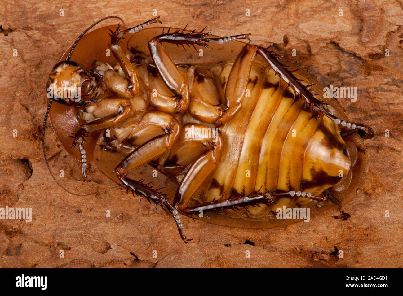 Death's head cockroach. The true death's head cockroach (Blaberus craniifer) can be crossed with ...