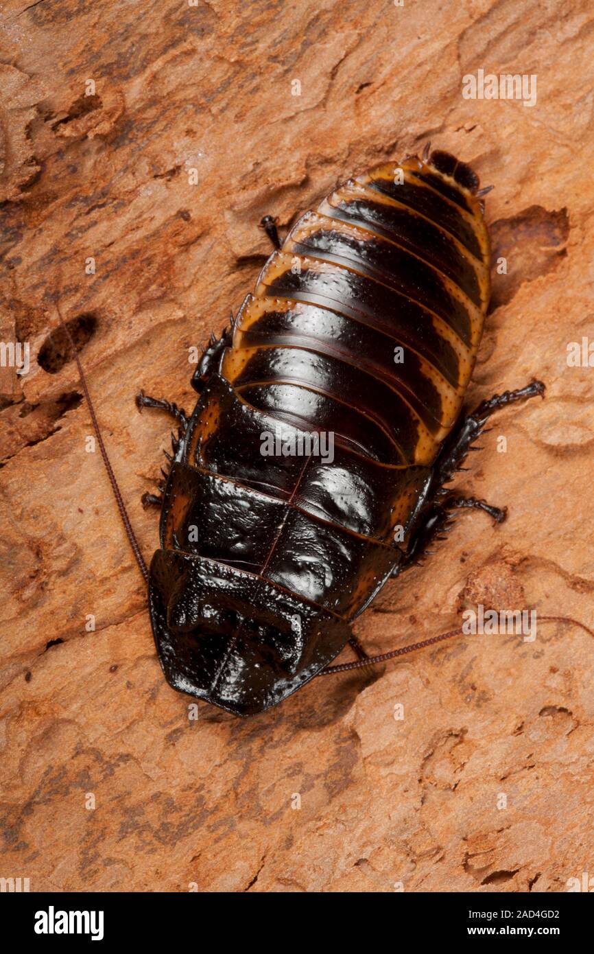Madagascar hissing cockroach (Gromphadorhina portentosa). This wingless ...