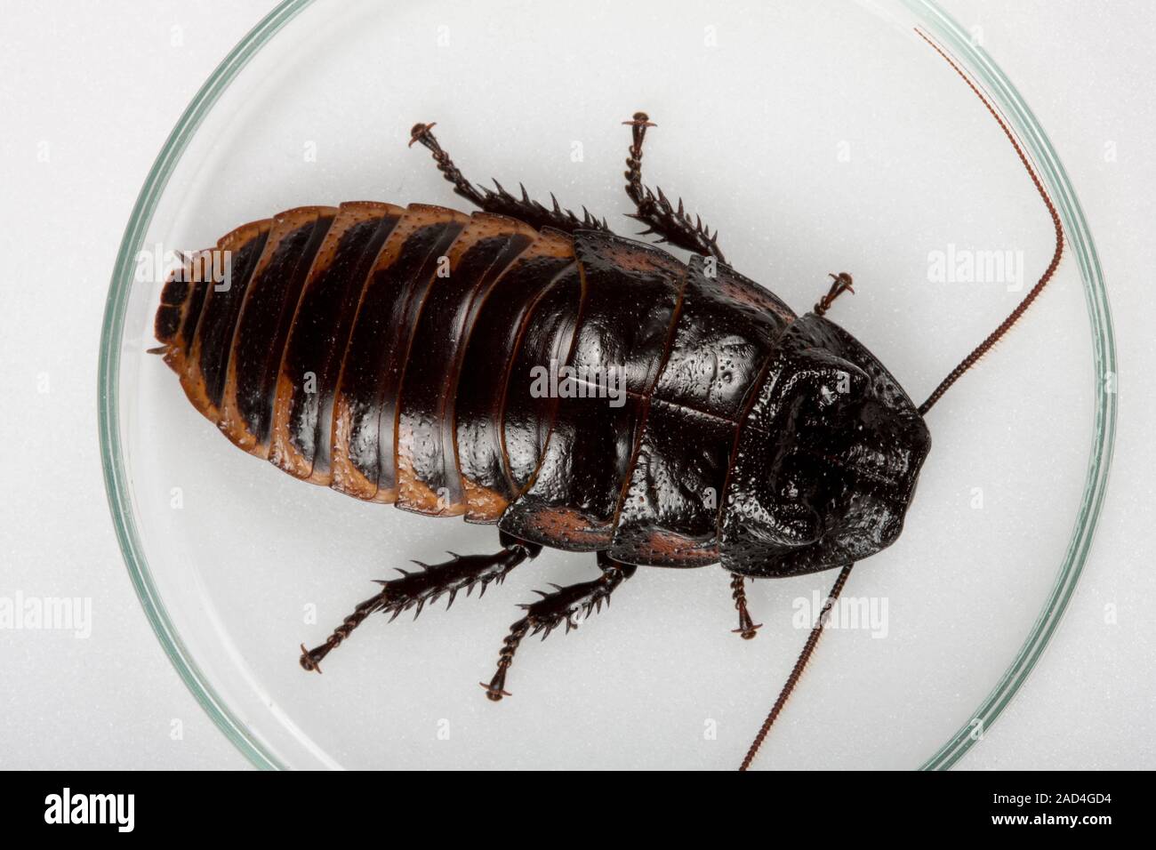 Madagascar hissing cockroach (Gromphadorhina portentosa). This wingless ...