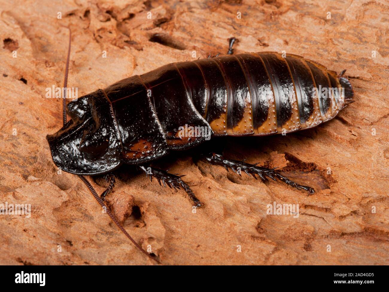 Madagascar hissing cockroach (Gromphadorhina portentosa). This wingless ...