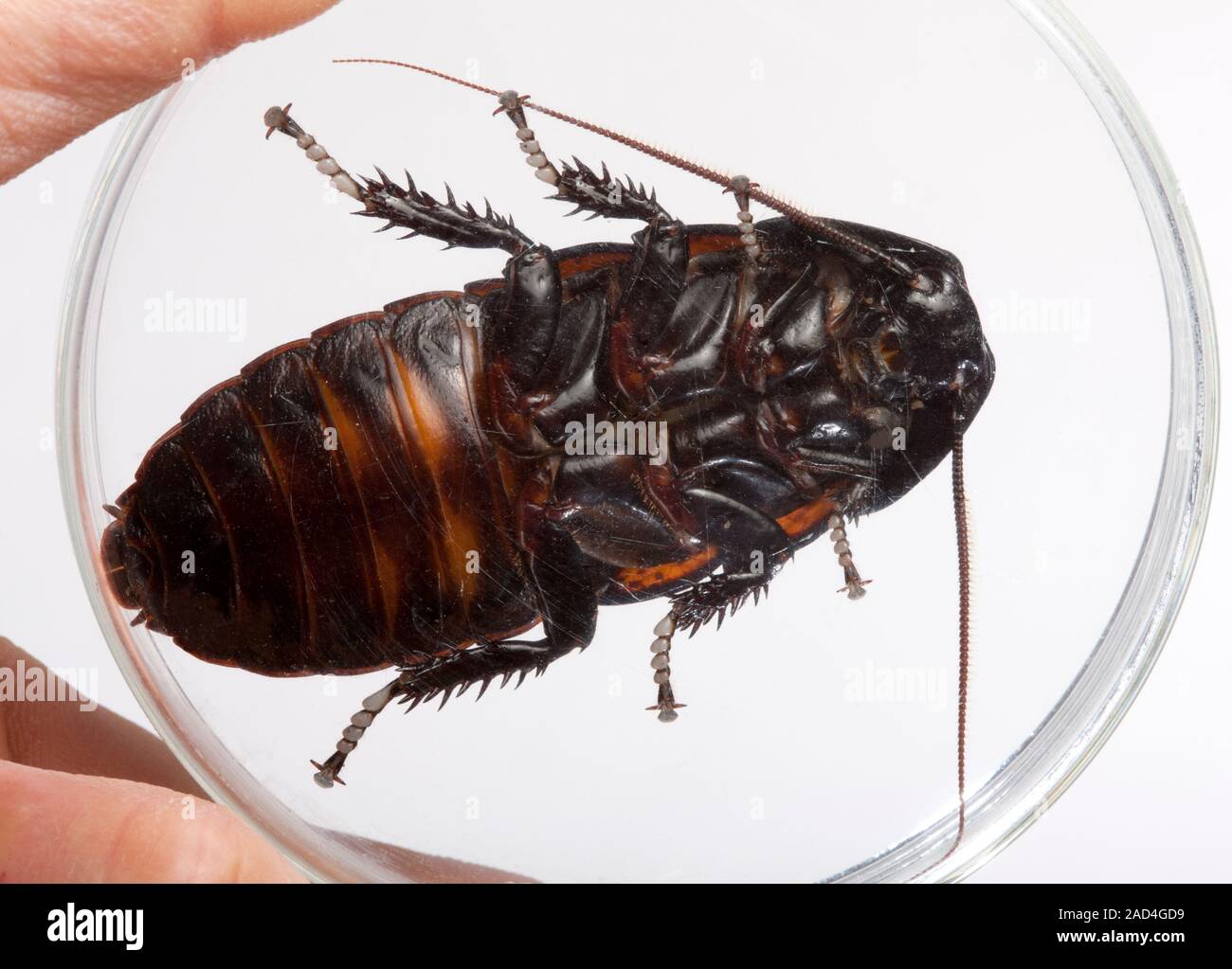Madagascar hissing cockroach (Gromphadorhina portentosa). This wingless ...