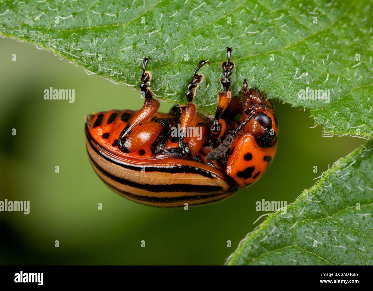Colorado potato beetle (Leptinotarsa decemlineata) feeding on a leaf ...