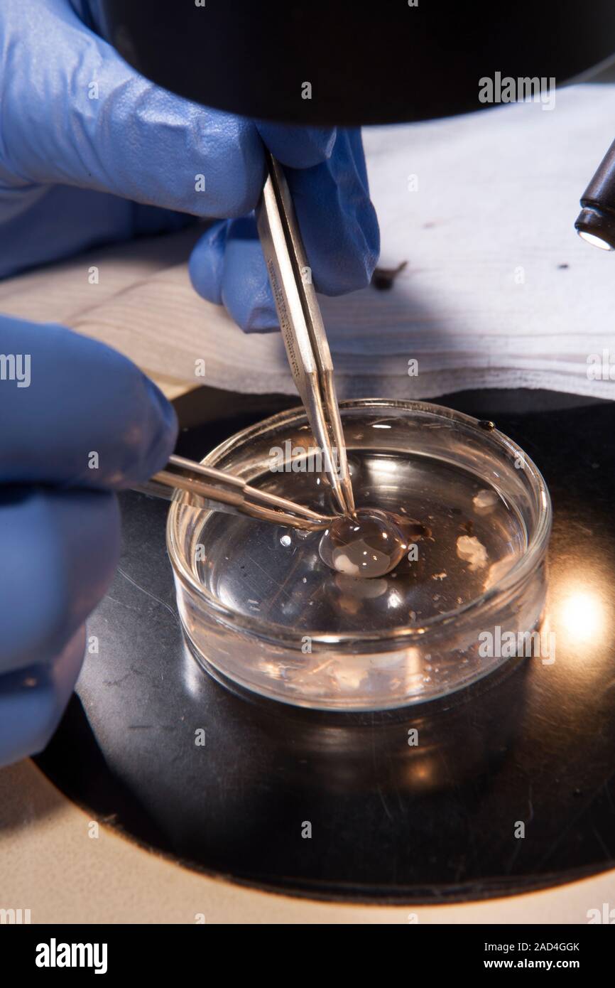 Cuttlefish research. Close-up of a researcher using a light microscope ...