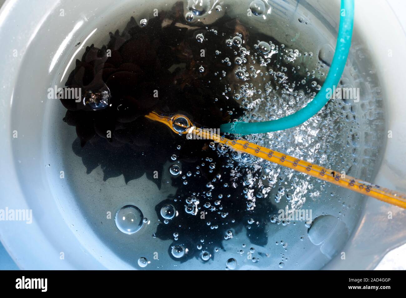 Cuttlefish research. Close-up of a beaker containing the eggs and ...