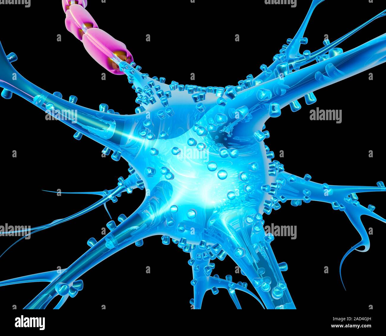 Nerve cell or neuron, computer illustration, showing the neuron body ...