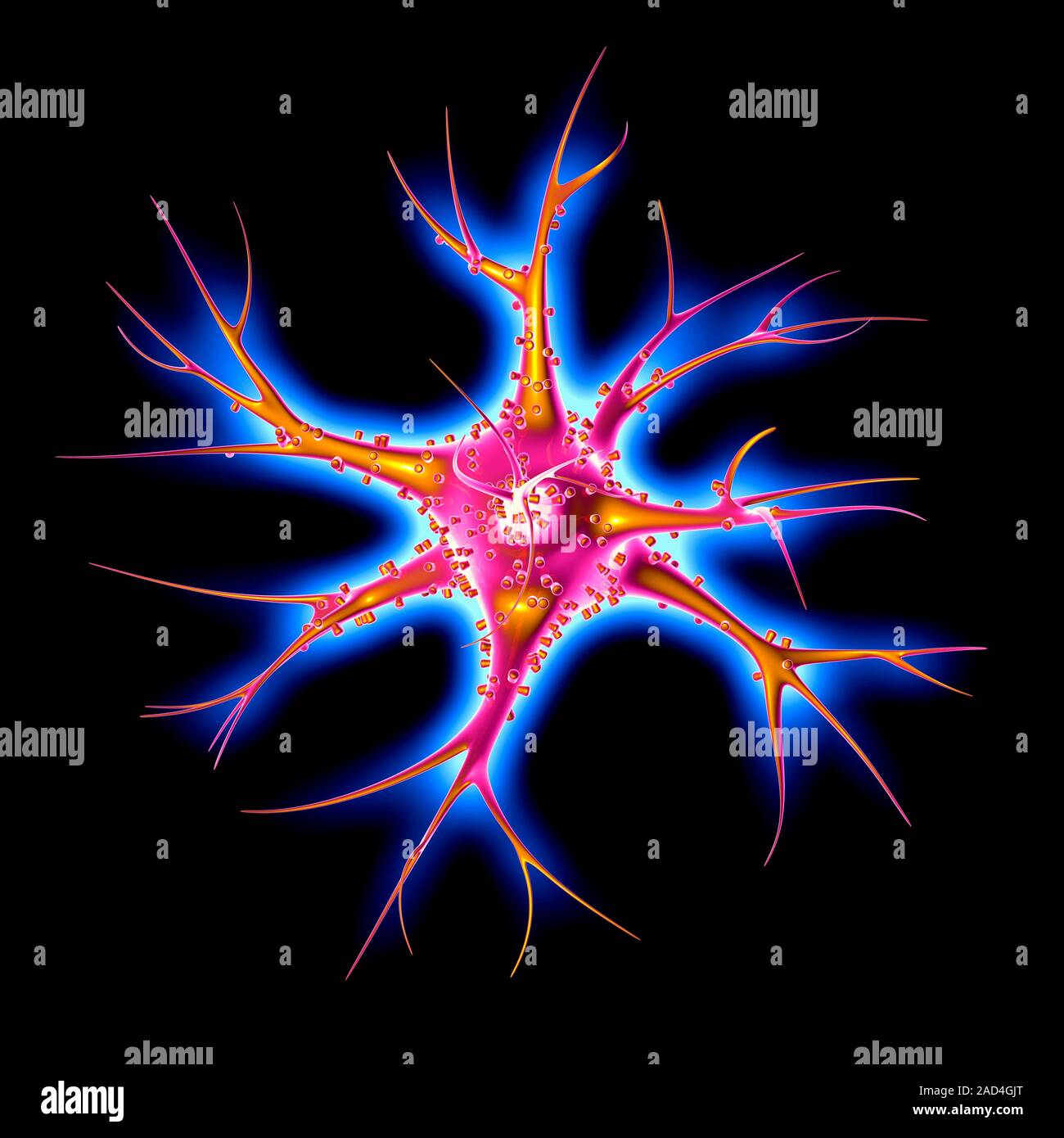 Nerve cell or neuron, computer illustration, showing the neuron body ...