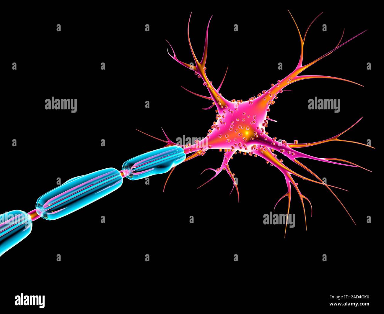 Nerve cell or neuron, computer illustration, showing the neuron body ...