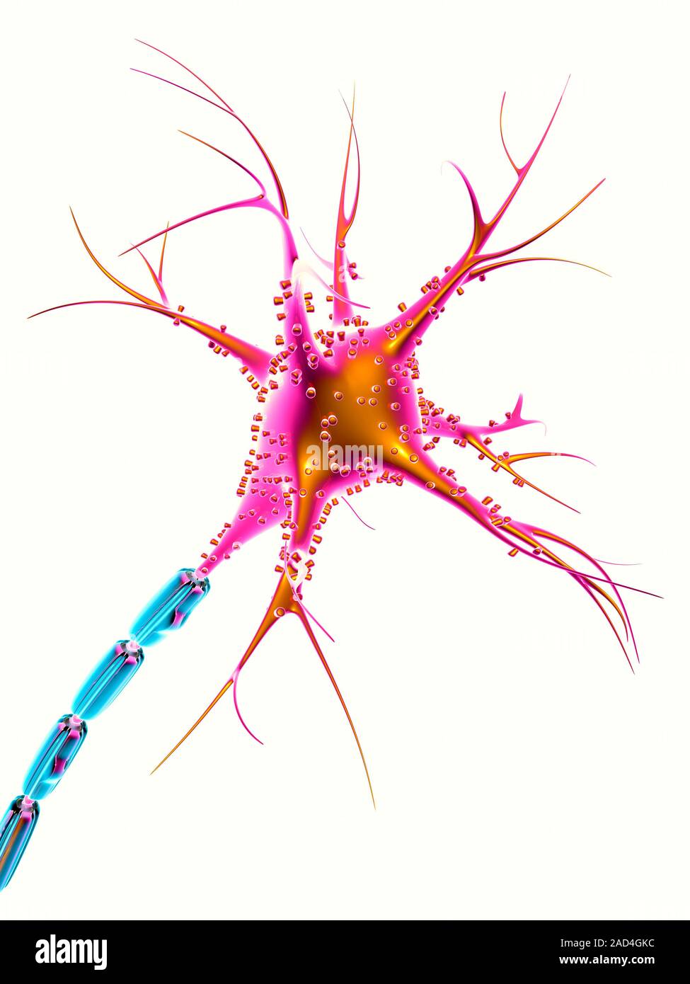 Nerve cell or neuron, computer illustration, showing the neuron body ...