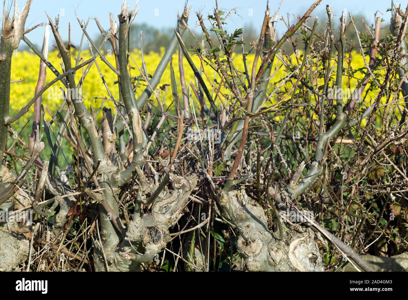 A roadside hedge in East Anglia UK, abutting farmland. The picture ...