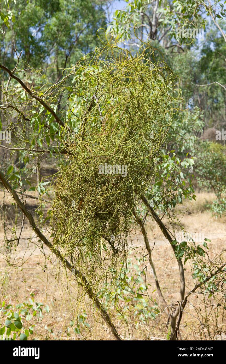 Dodder laurel, Cassytha melantha, family Lauraceae, parasitising a ...