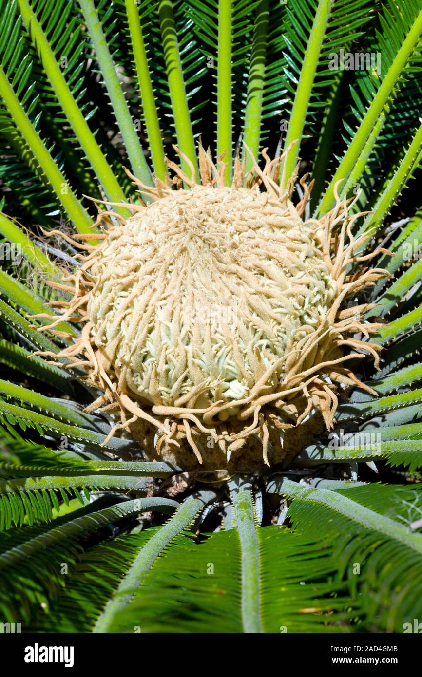 A flowering female plant of Cycas revoluta, the Japanese Sago Palm, a ...