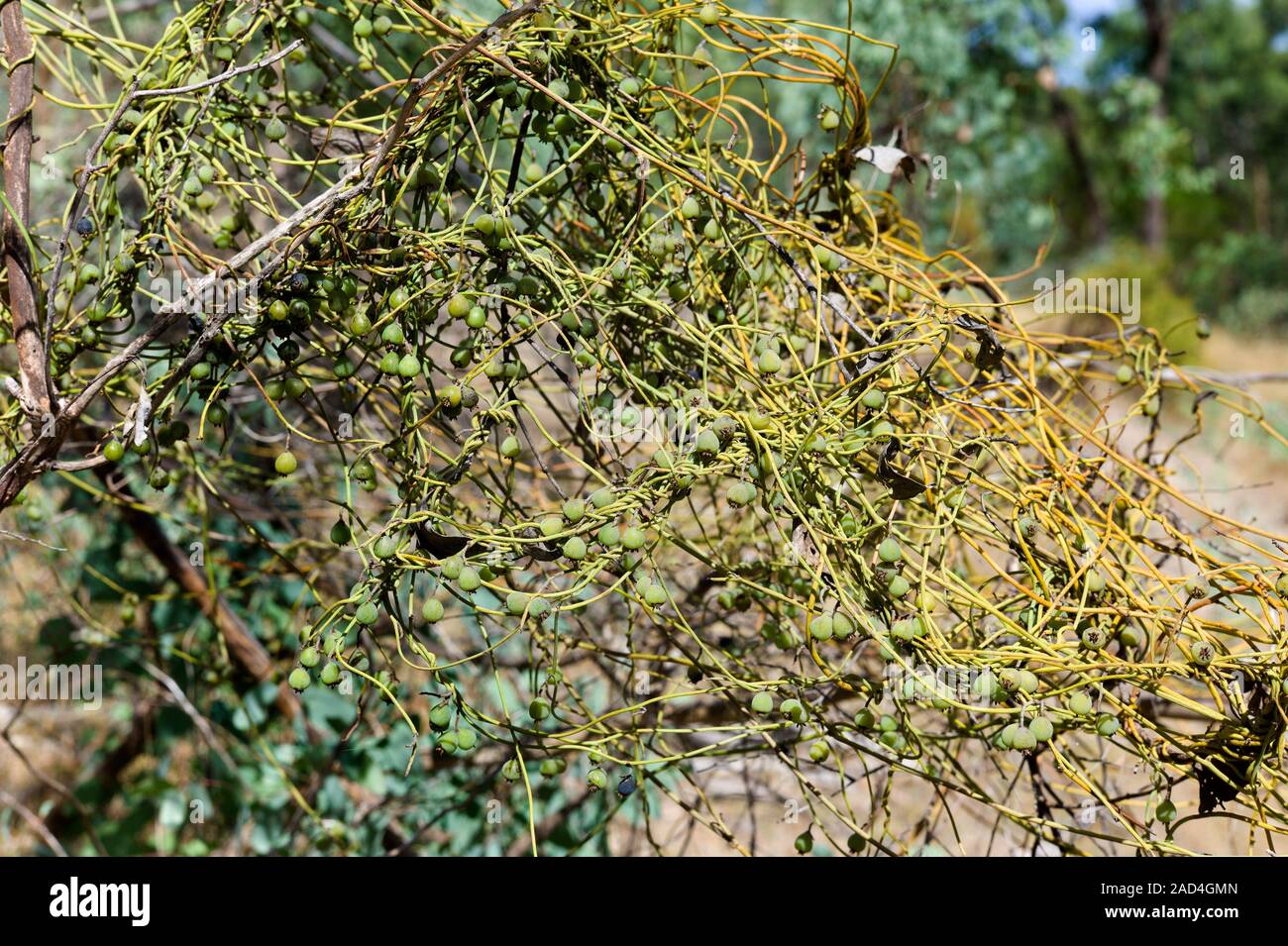 Dodder laurel, Cassytha melantha, family Lauraceae, parasitising a ...