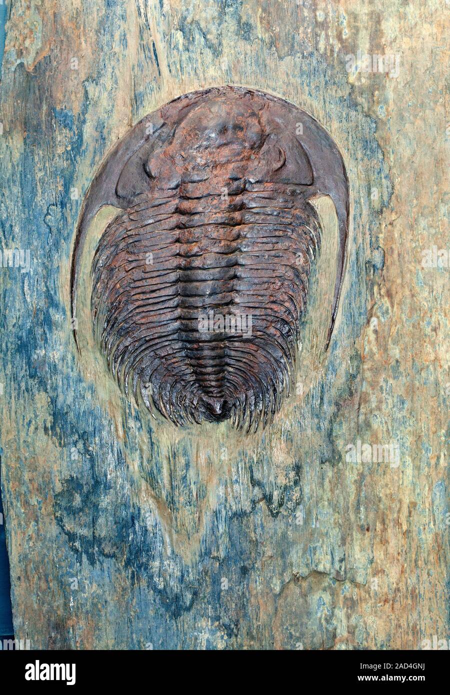 Trilobites are very ancient, now extinct organisms that lived from the ...