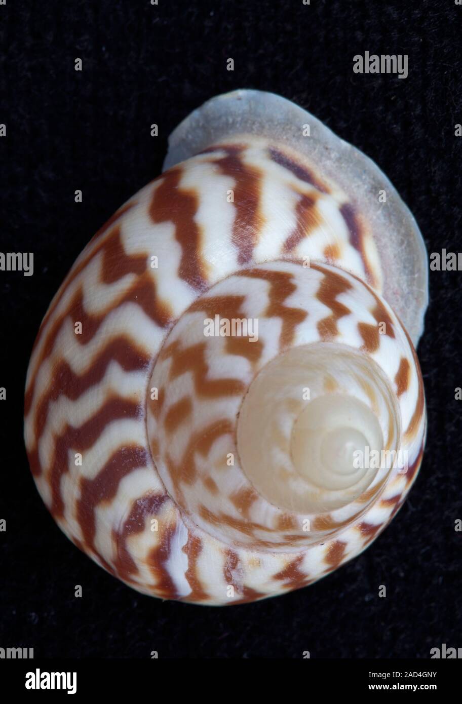 Asperitas trochus is a genus of air-breathing land snails, a gastropod ...