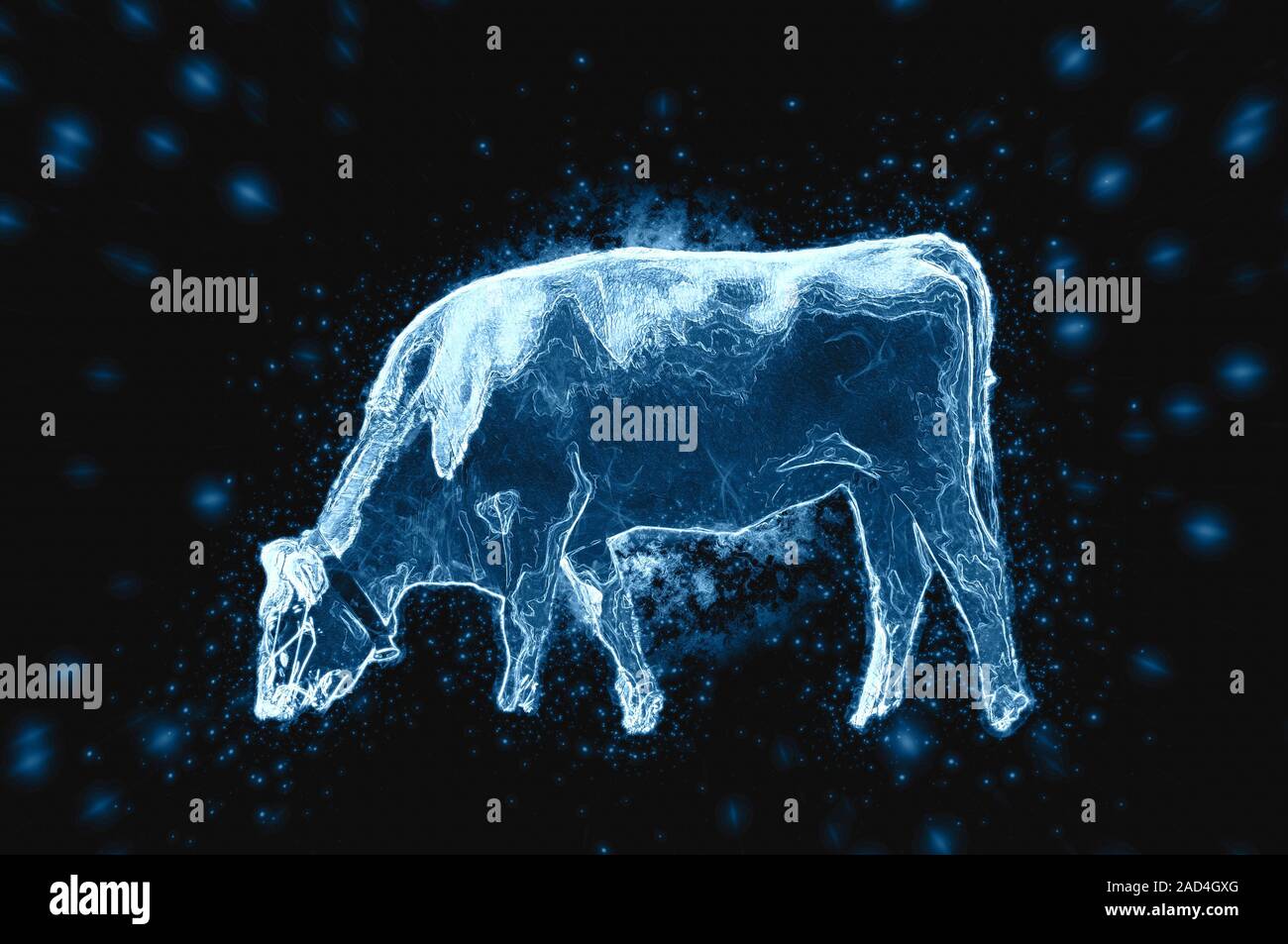 Cow Grazing in a meadow. Full body Stock Photo - Alamy