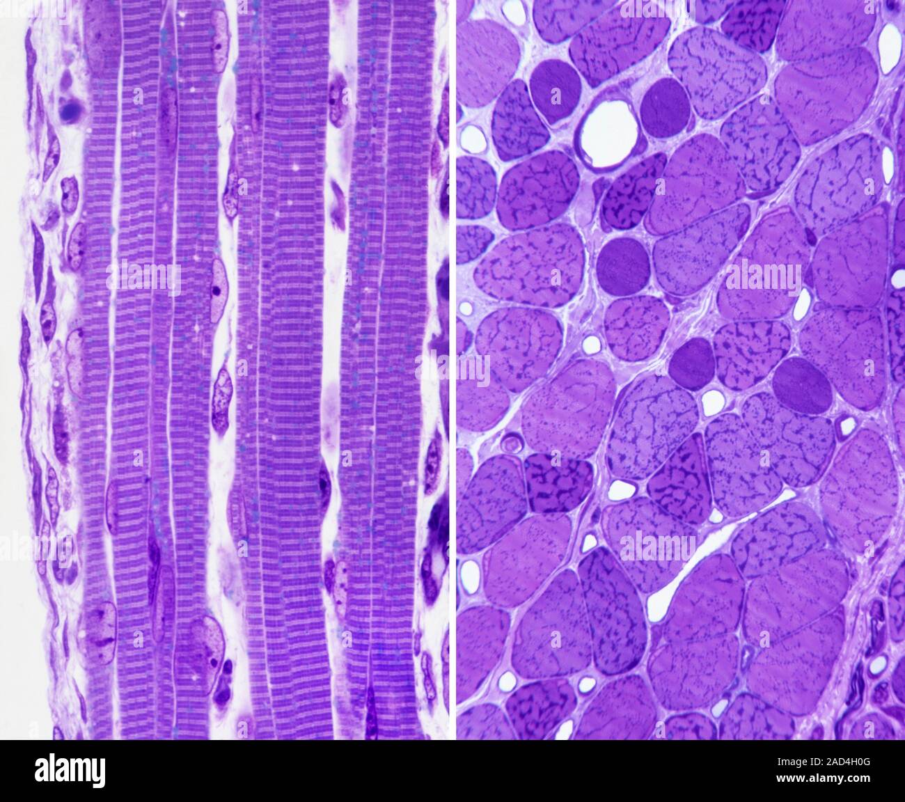 Light microscopy of skeletal muscle fibres in longitudinal section ...