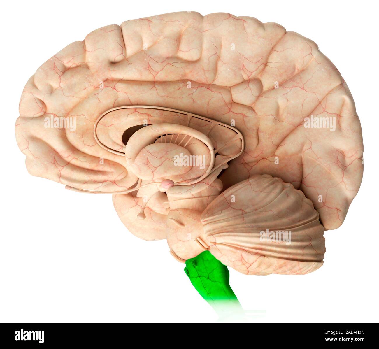 Brainstem. Computer illustration of a human brain with most of the left ...