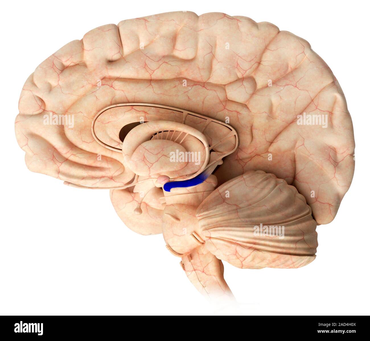 Hippocampus in the brain. Computer illustration of a human brain with ...