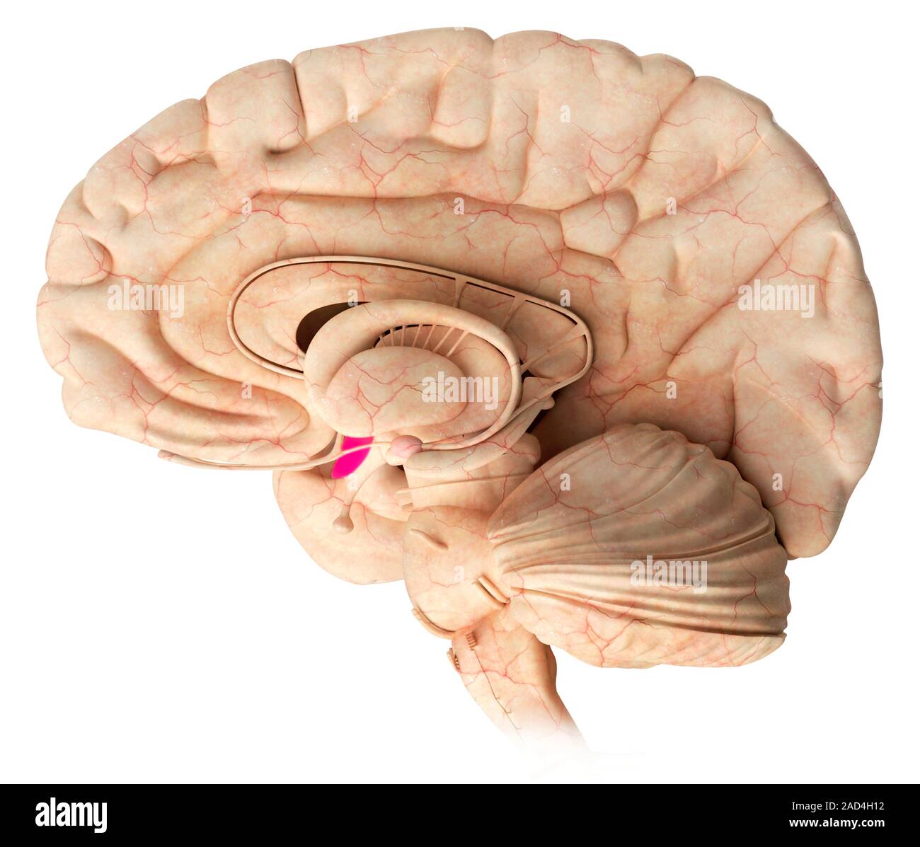Hypothalamus in the brain. Computer illustration of a human brain with ...