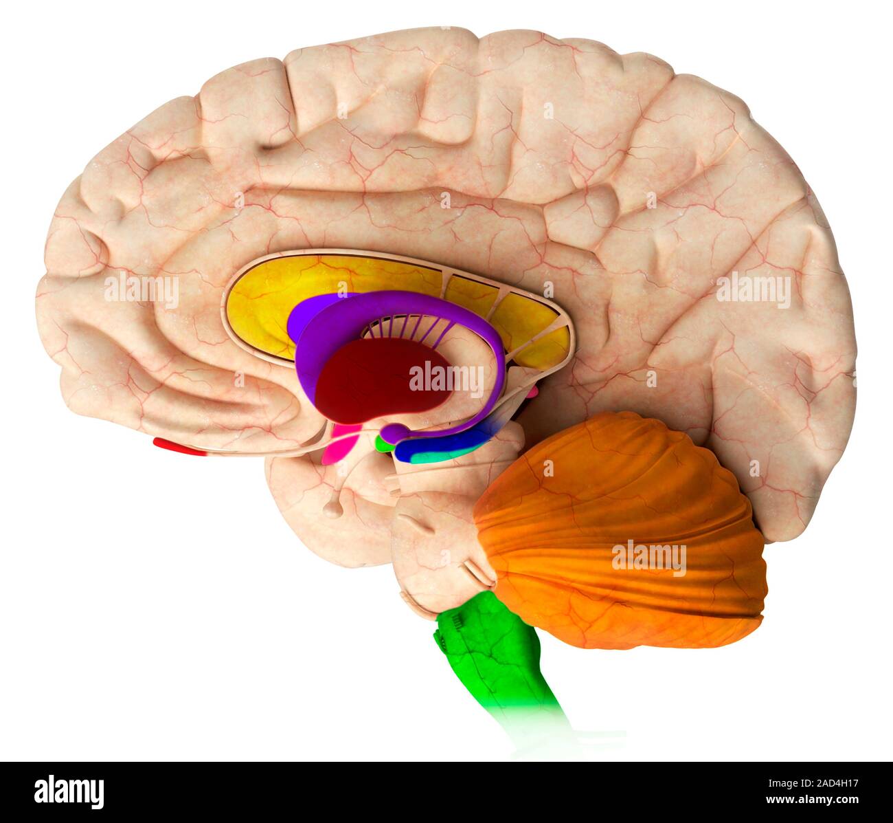 Brain structures. Computer illustration of a human brain with most of ...