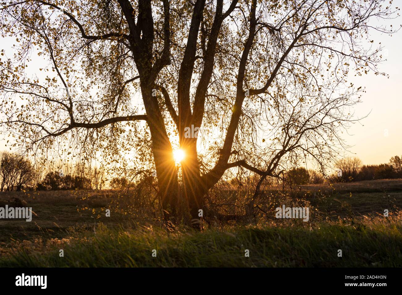 Sunset, Poplar tree (Populus deltoides), fall, Minnesota, USA, by ...