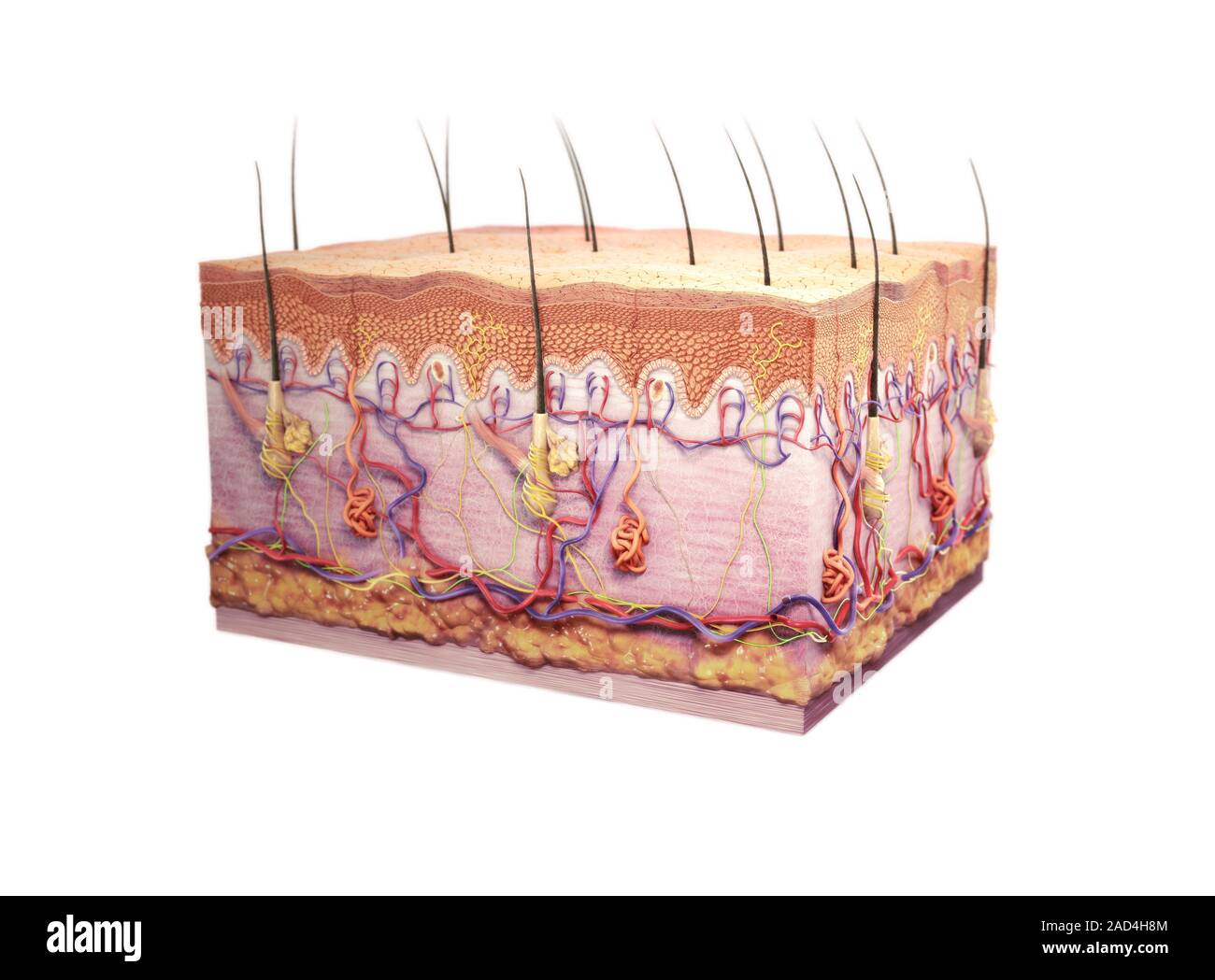 Human skin, cutaway illustration. The skin is the largest organ of the ...