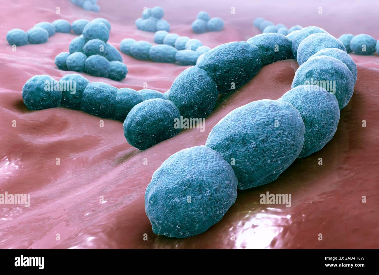 Streptococcus bacteria, illustration. Streptococcus is a genus of ...