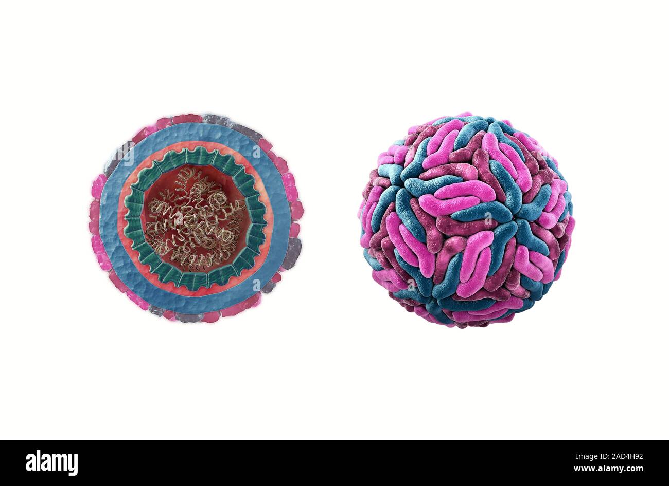 Zika virus. Illustration of a section (left) through a zika virus ...