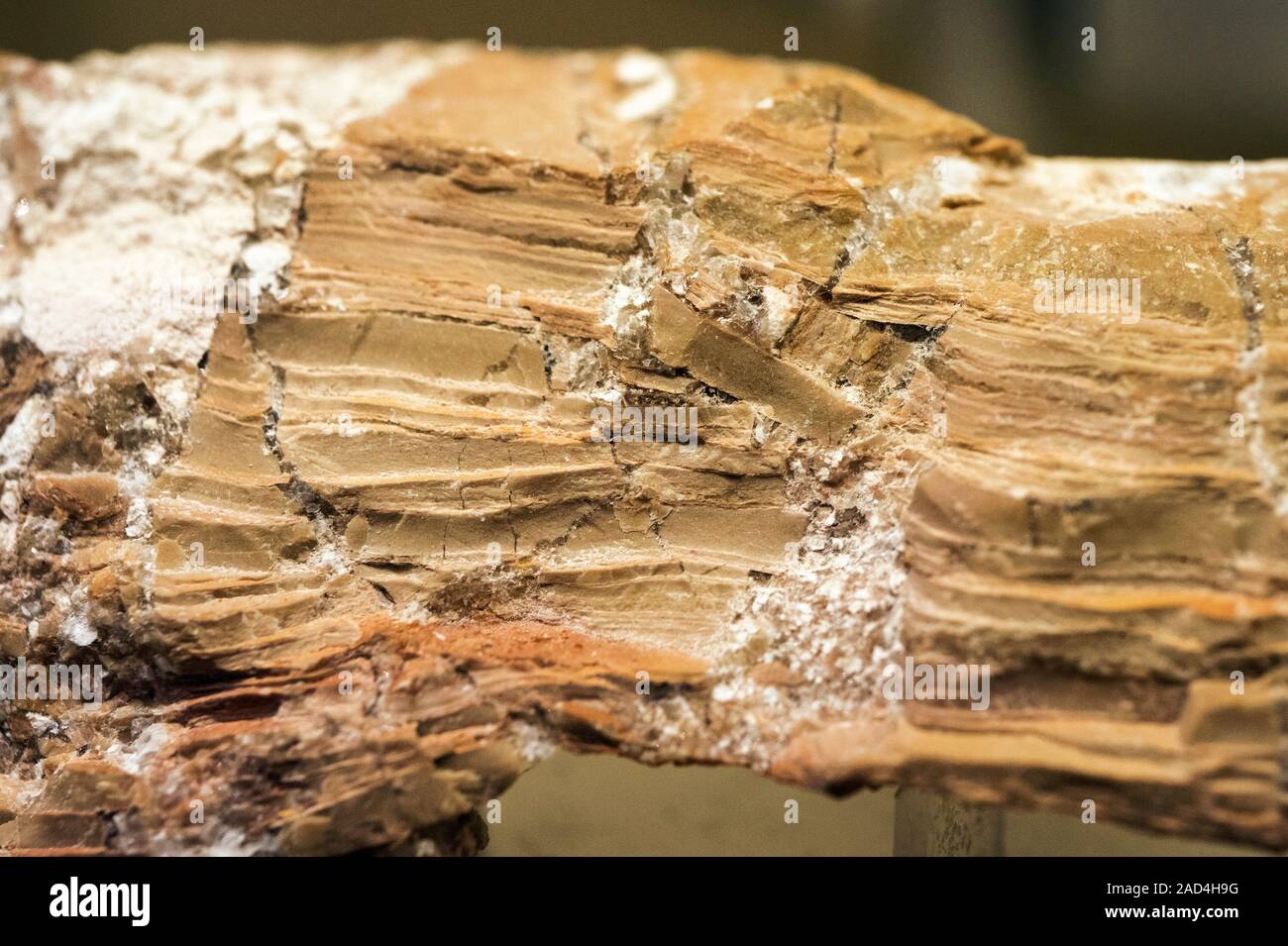 K-T boundary layer rock sample. The K-T boundary is a thin layer of ...