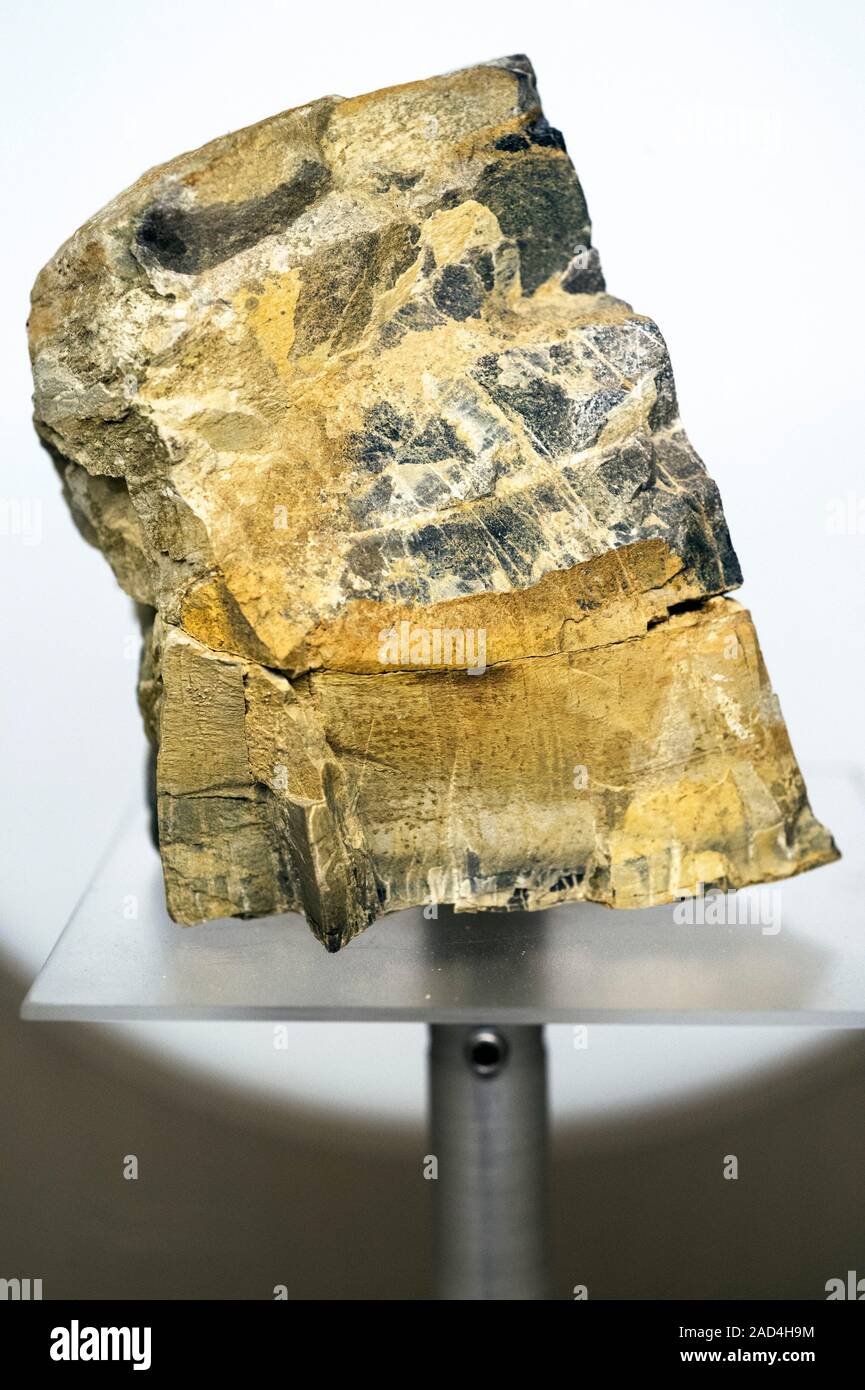 K-T boundary layer rock sample. The K-T boundary is a thin layer of ...