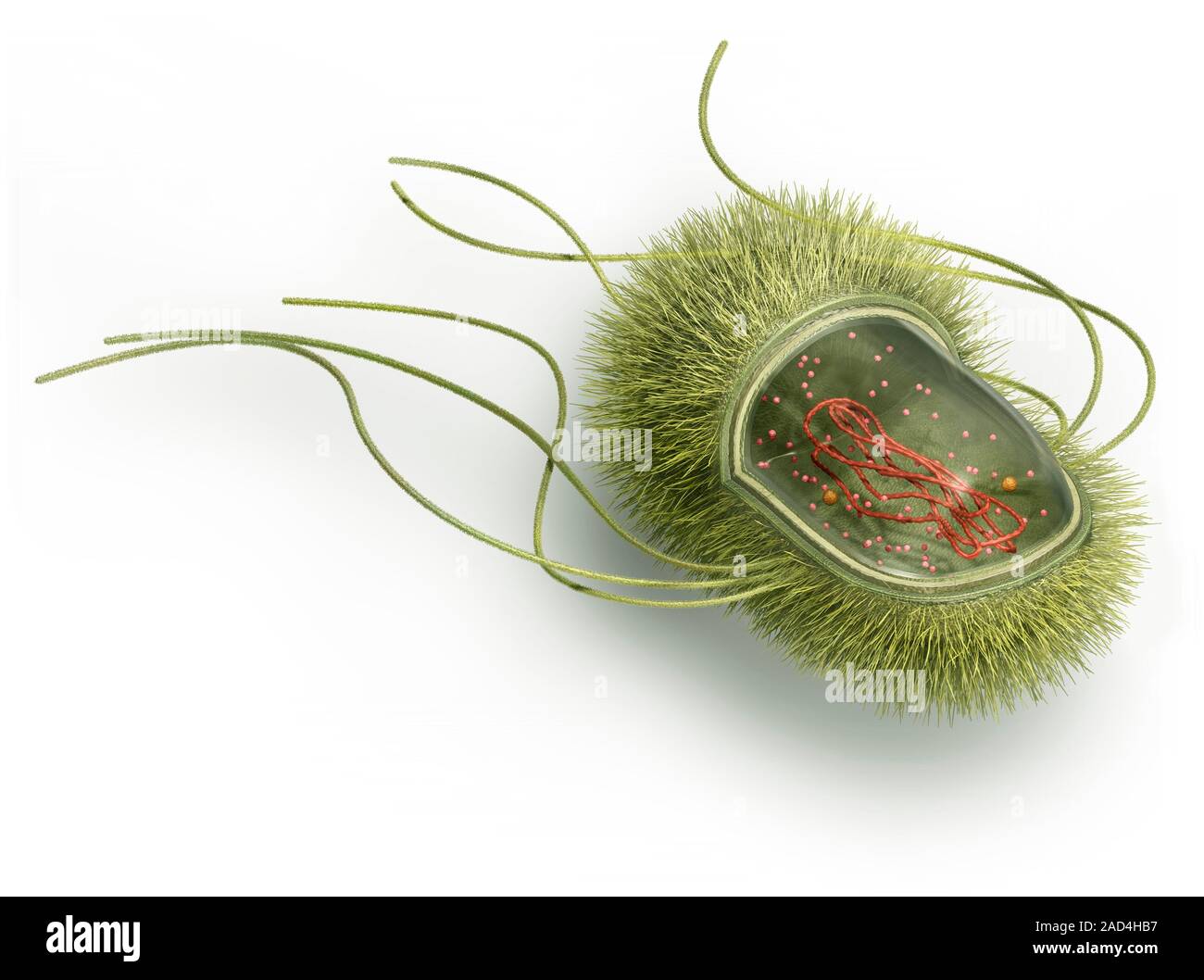 E. coli bacterium. Illustration of the inner structure of a typical ...