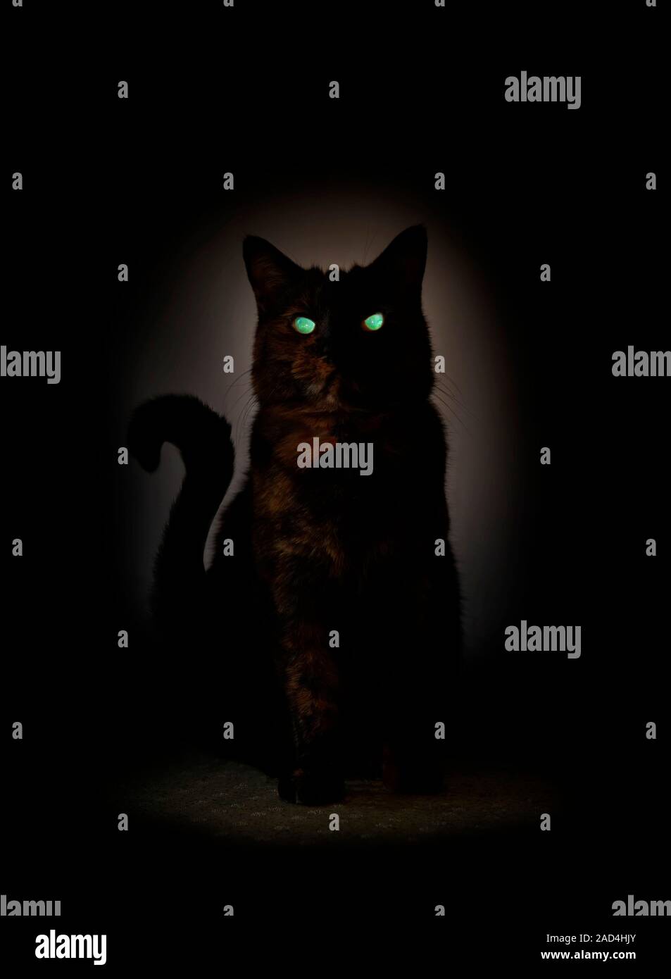 Domestic cat (Felis silvestris catus) at night. The eyes of cats have a ...