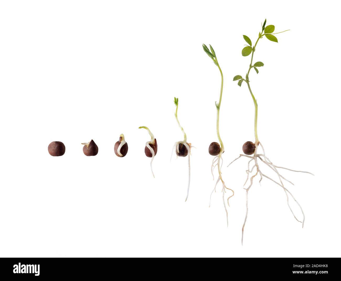 Sweet pea seed germination sequence. Sequence showing the germination ...