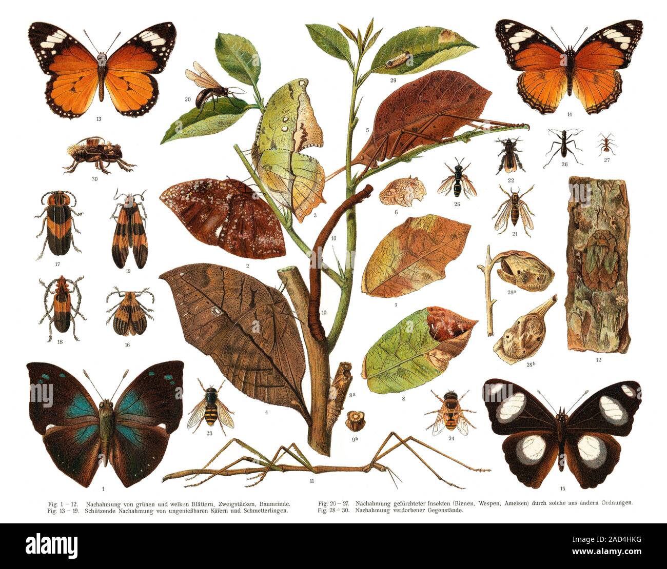 Insect mimicry. Historical illustration showing the diversity of ...
