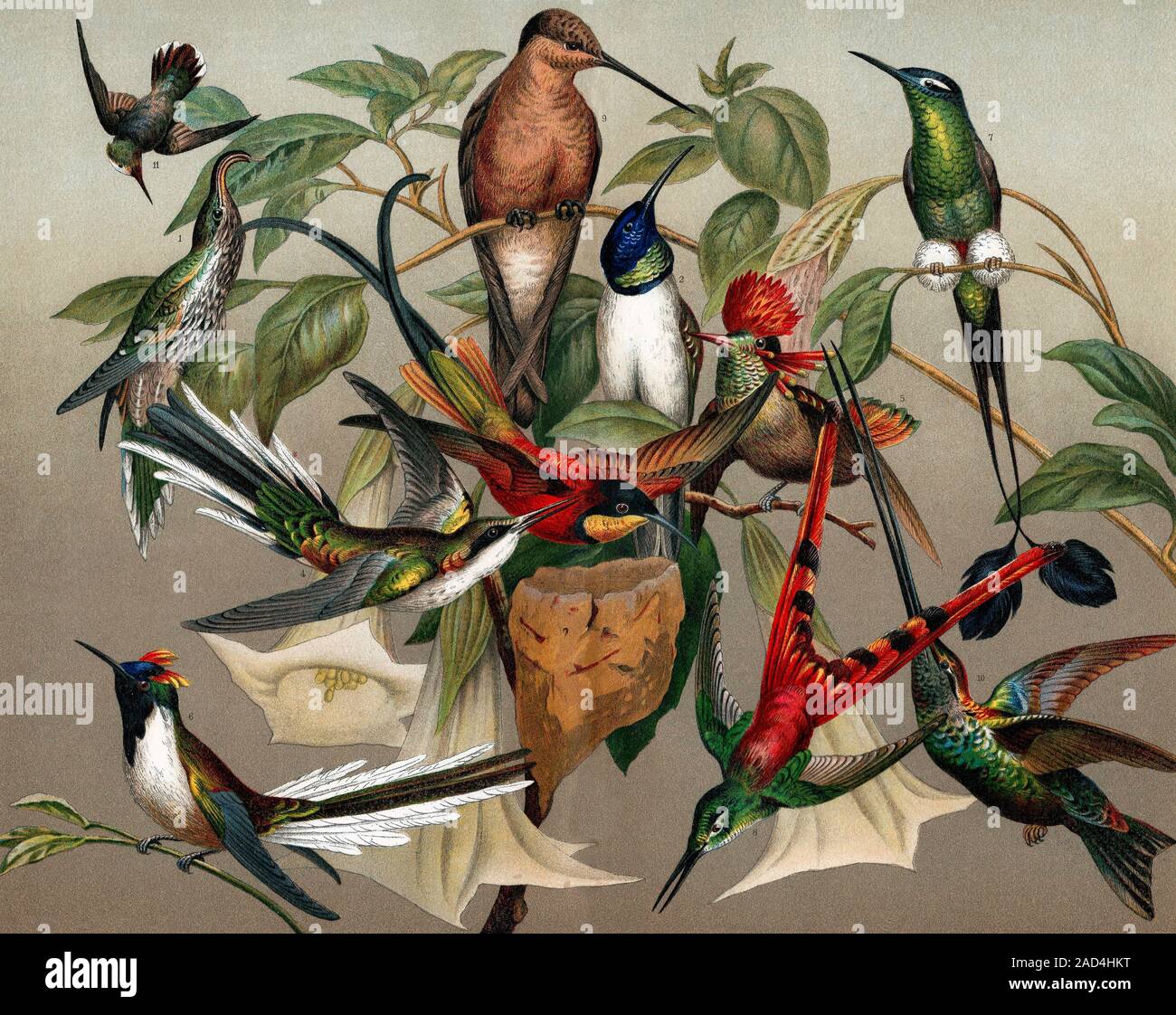 Hummingbird species. Historical illustration showing various species of ...