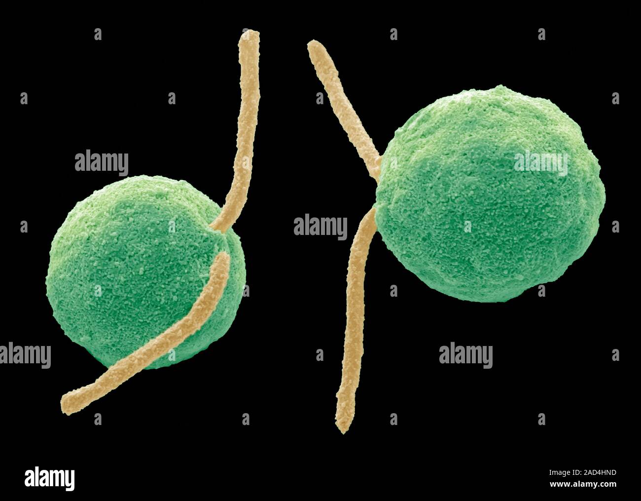 Isochrysis galbana. Coloured scanning electron micrograph (SEM) of ...