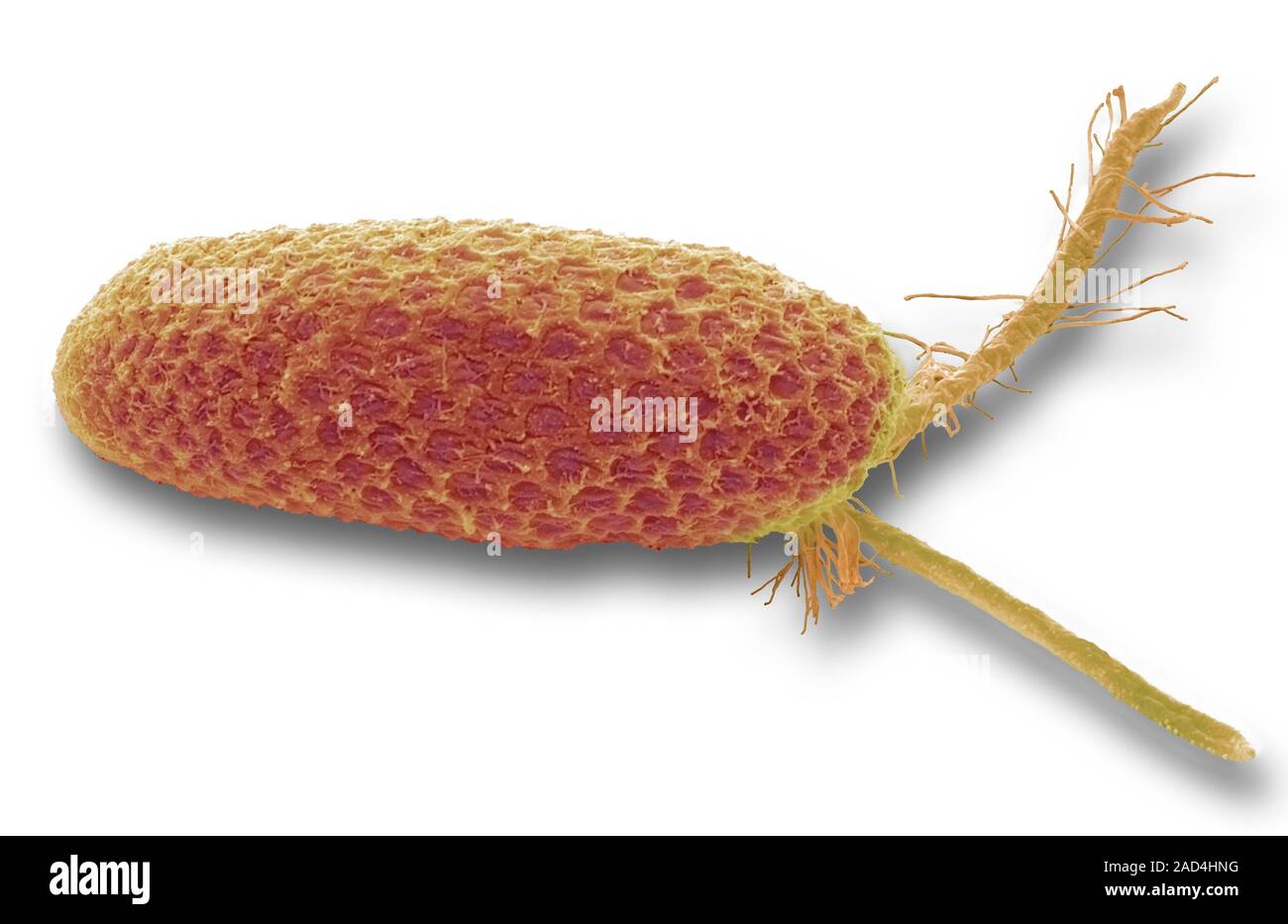 Rhodella reticulata. Coloured scanning electron micrograph (SEM) of ...